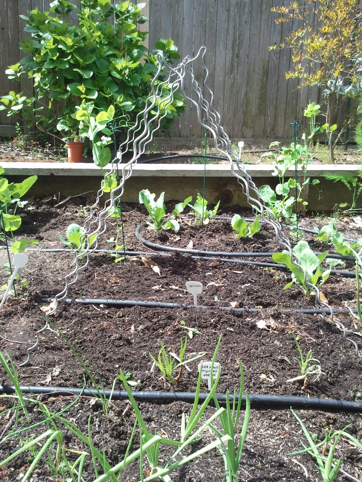 Apt Garden: DIY Plant Supports for Less than a Quarter