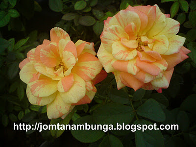 Jom Tanam Bunga: Bunga Ros Si Bunga Popular