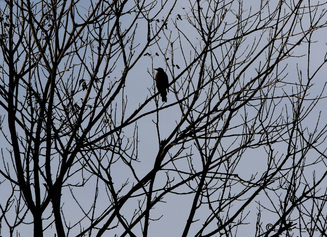 Birds from Behind : 21 August 2016