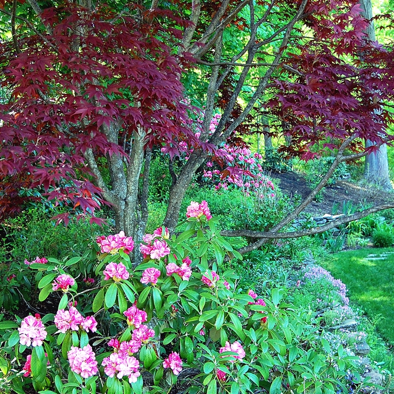 Capadia Designs: Flower and Photo Questions Answered