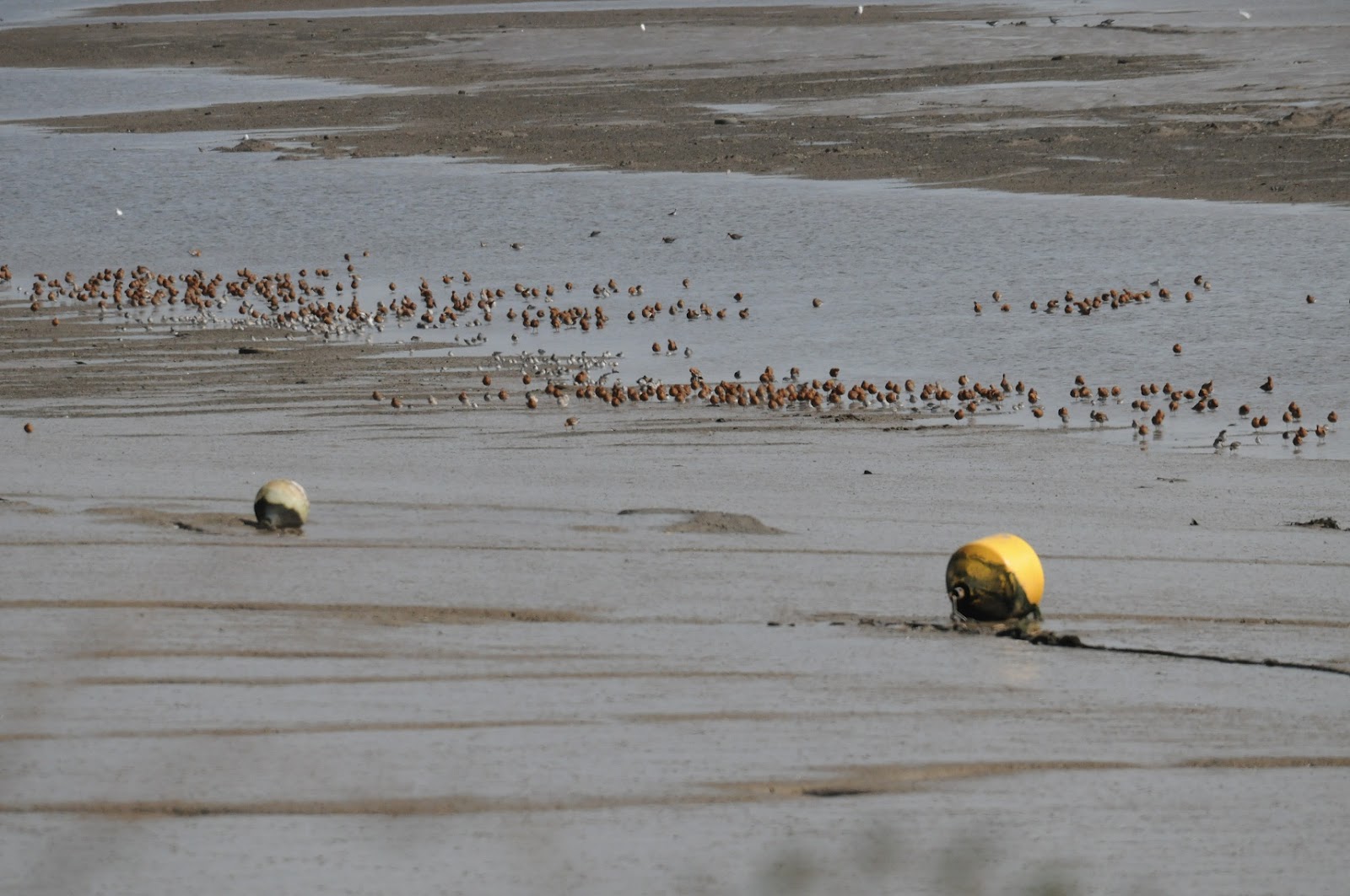 Dave Mo Birding: Heybridge Basin