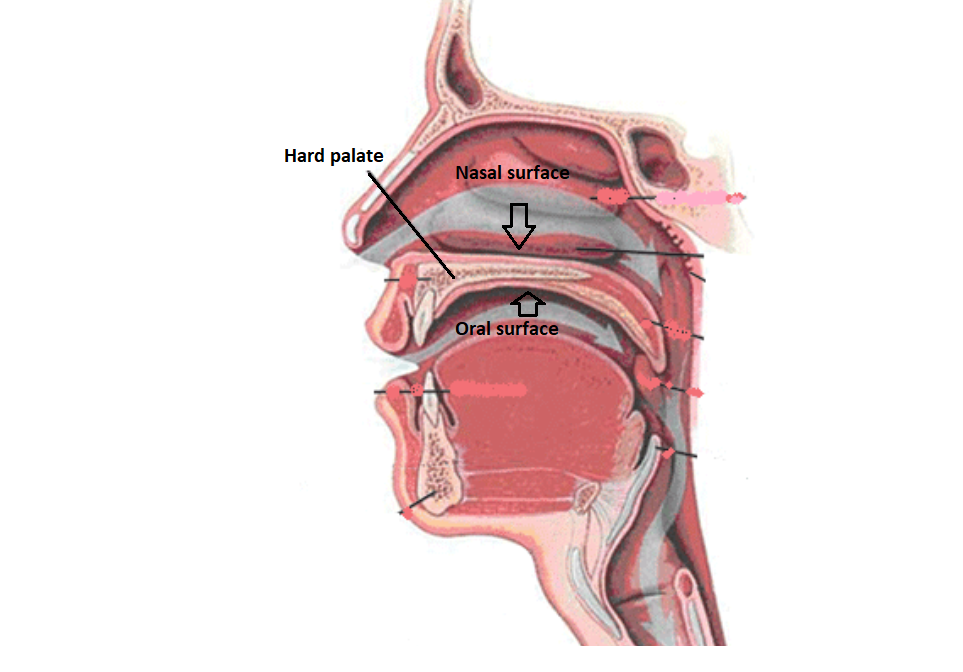easyhumanatomy: Histological features of hard palate