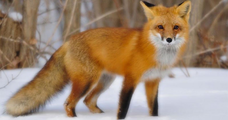 Hewan Rubah - Perumperindo.co.id