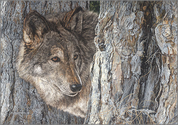 White Wolf : Judy Larson - Talented American Wildlife Artist