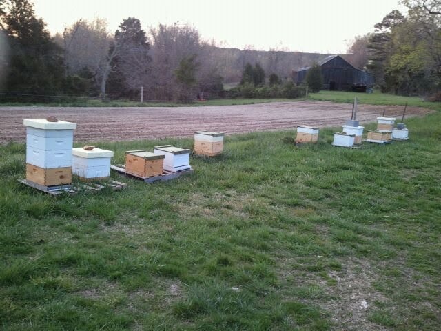 Buffalo Bee Farm: Garden Bee Yard