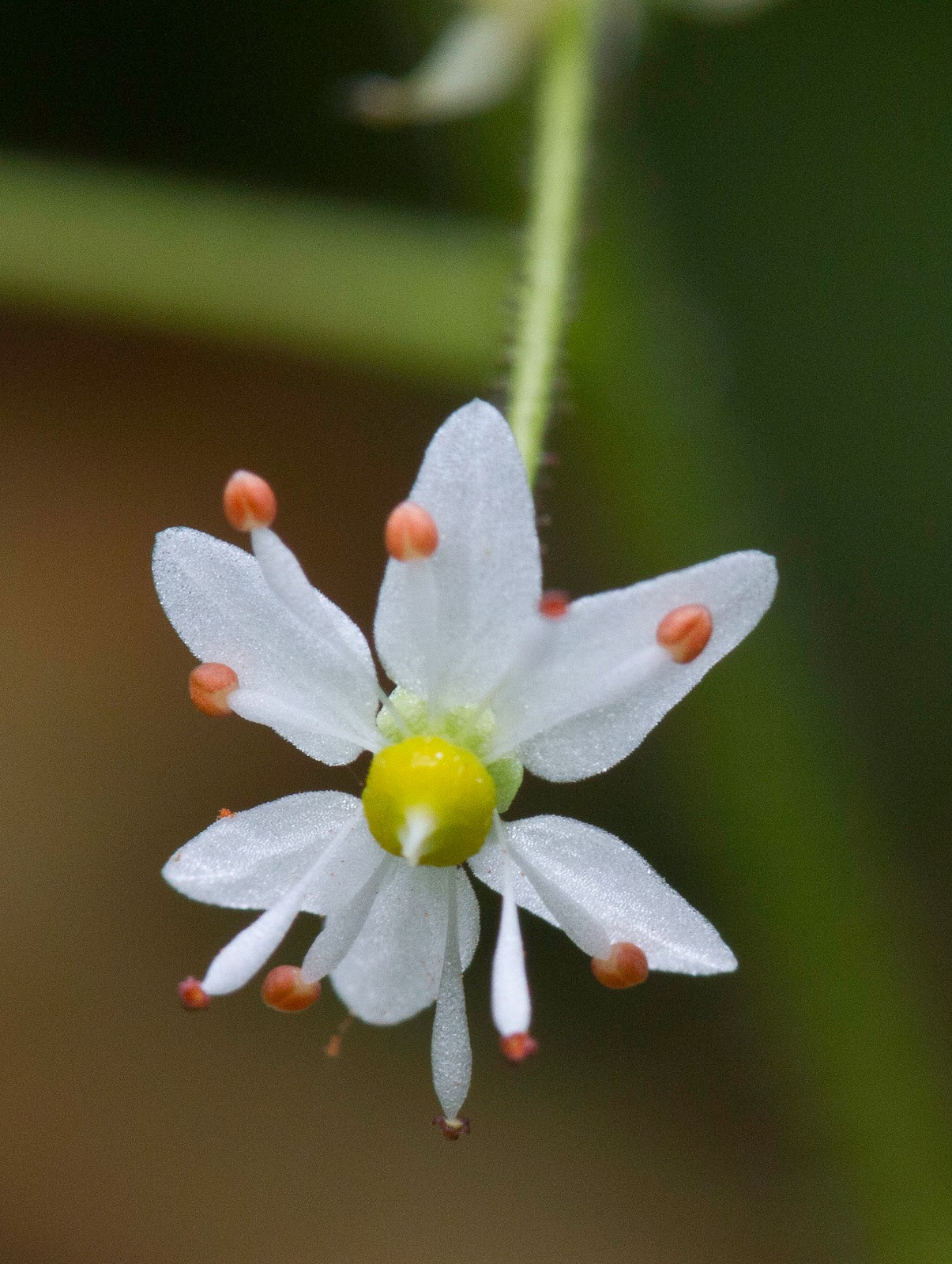 NWflora: Wood Saxifrage, Saxifraga mertensiana