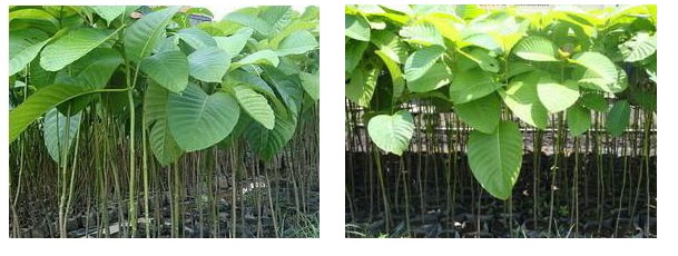 JABON - MINAS: BUDIDAYA POHON JABON