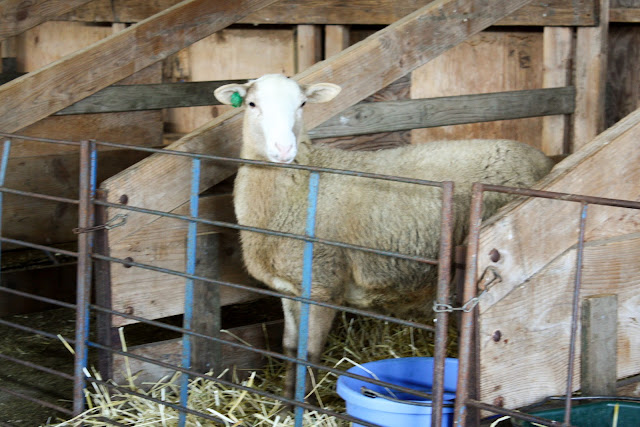 Seattle Tall Poppy: Spring Lamb at Ninety Farms