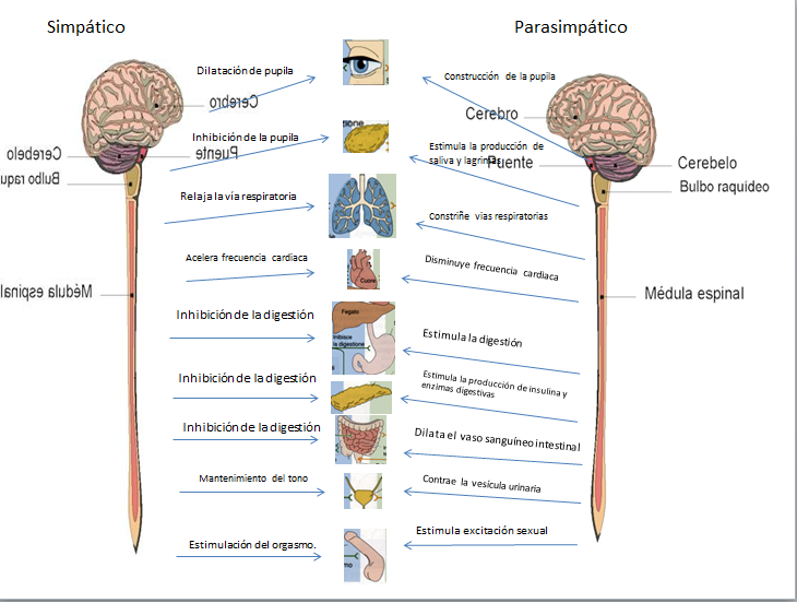 Fisiologia De Charlie: SNA simpatico y parasimpático