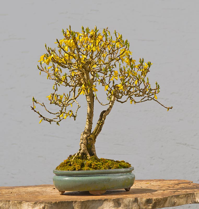 Walter Pall Bonsai Adventures: Forsythia available
