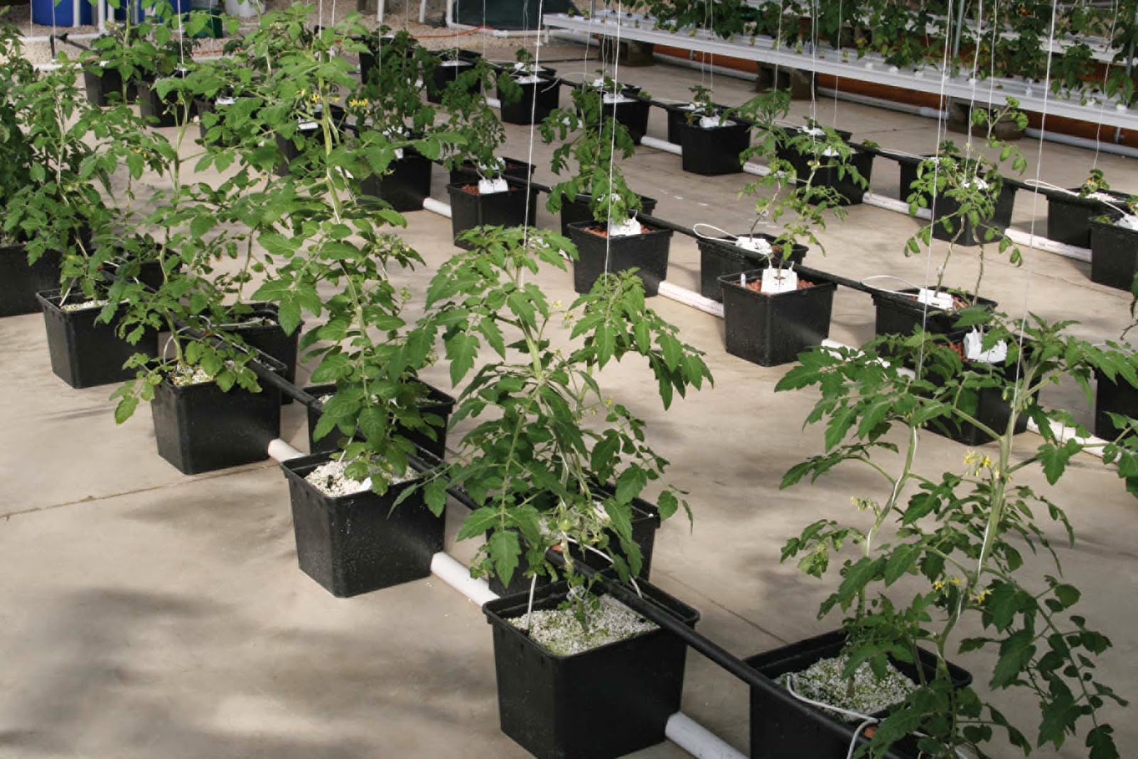 Cara Membuat Hidroponik Model System Tetes (Drip Irrigation) - Bercocok ...