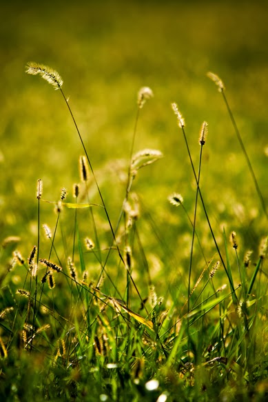 Kyle Spradley Photography Blog: Wurdack Research Center | Cook Station, MO