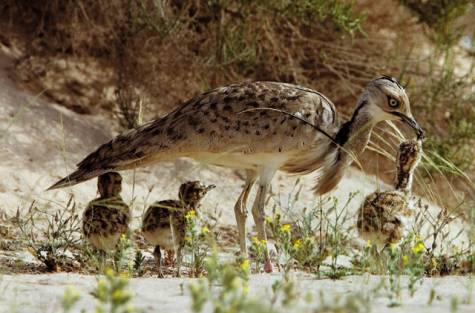 Washuk: Houbara Bustard, Provincial Bird of Balochistan