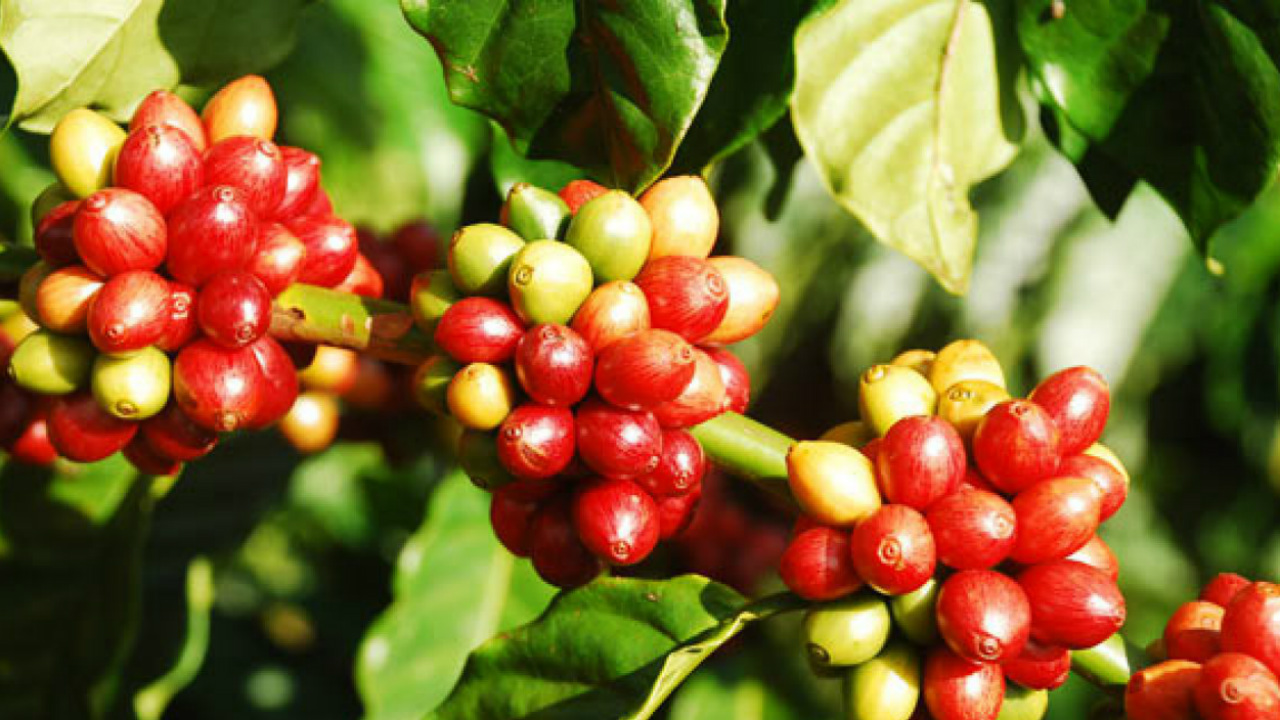 Bean and Leaf - kafa i čaj