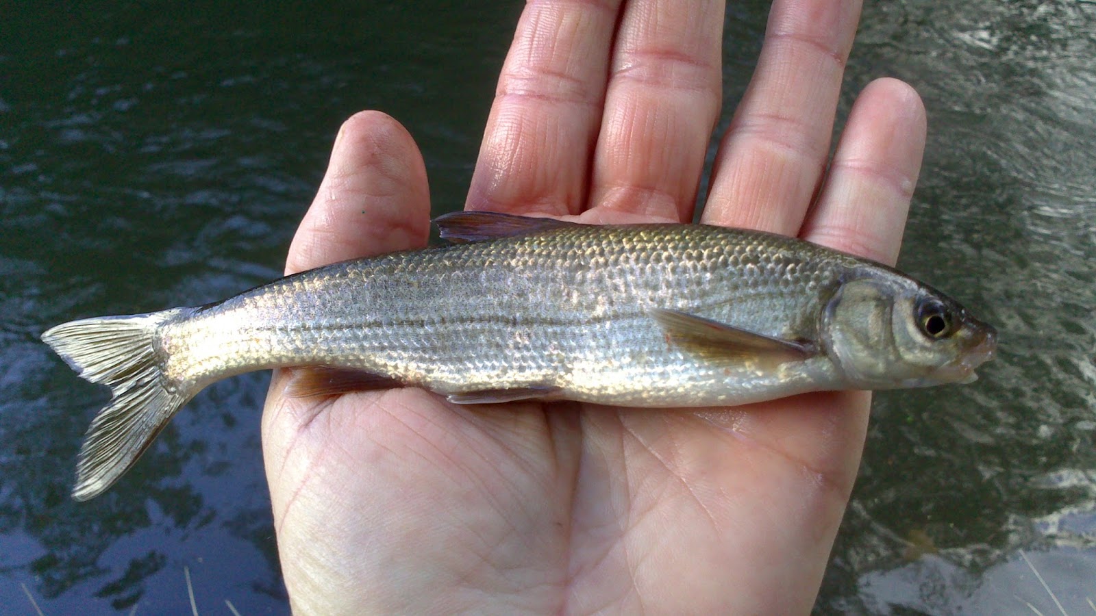 Pescando con Kily: La boga del Tajo - La Rivera de Acebo
