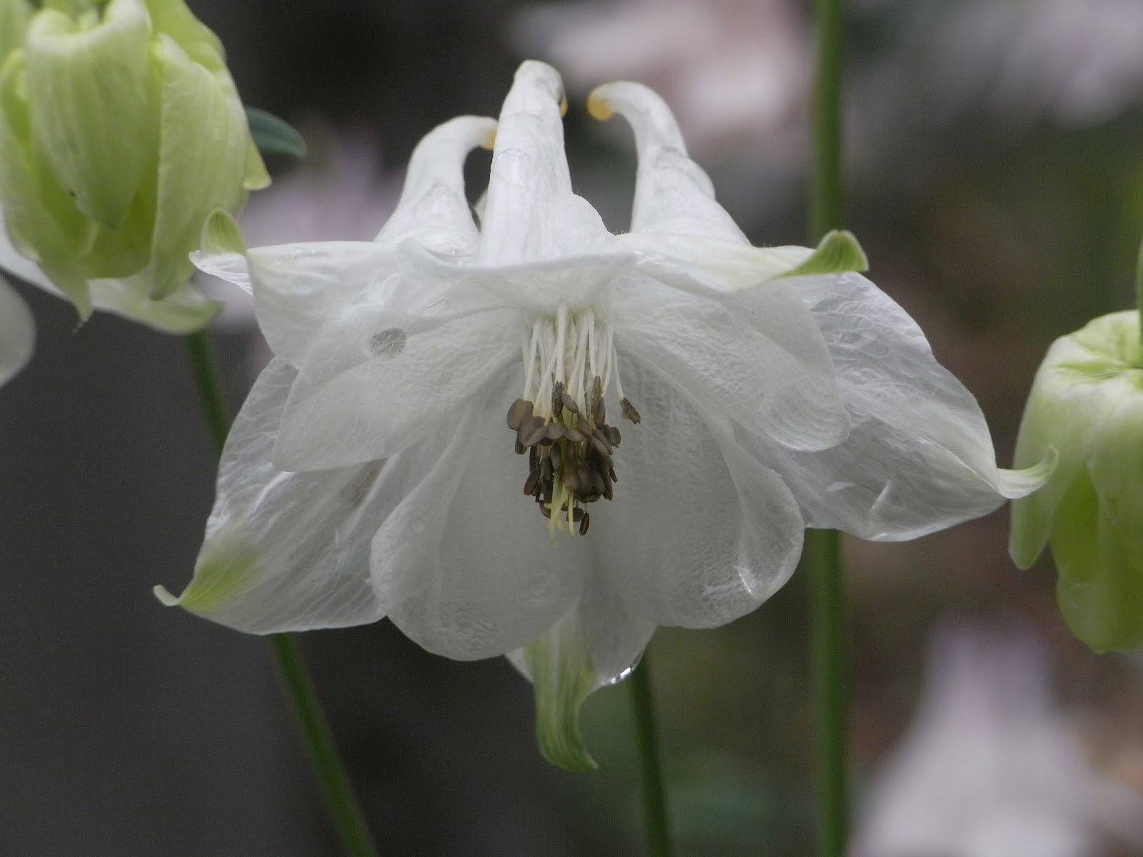 Radical Honey: The Courage of Columbines ~ What We Choose to Bring to Birth