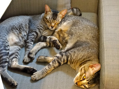 Allison.C Sewing Gallery: Butterick 5283 Knit Top