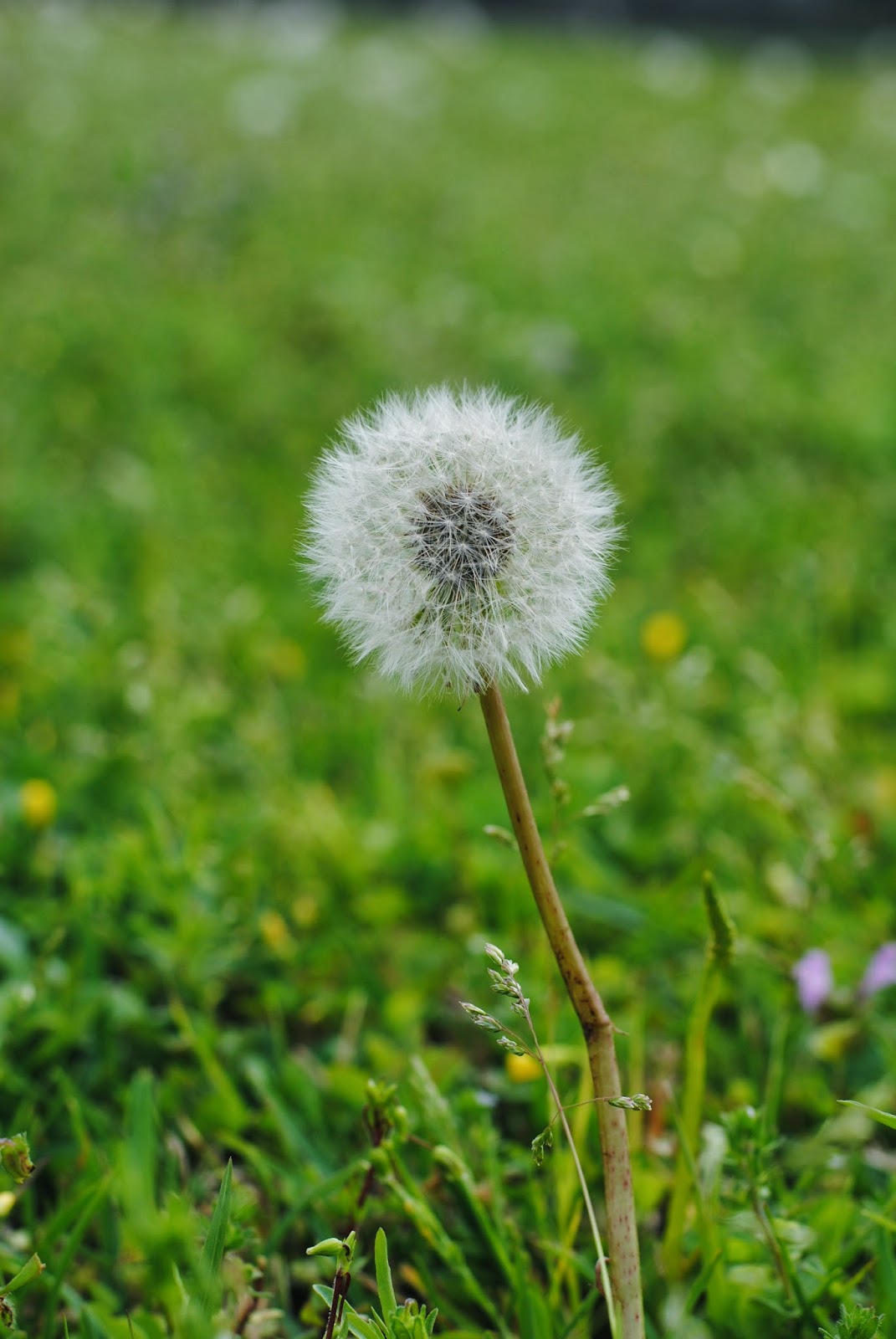 Double M Photography: Dandelion Puff | Day 82 of 365