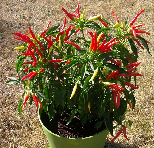 TEKNIK BUDIDAYA CABE/LOMBOK LENGKAP