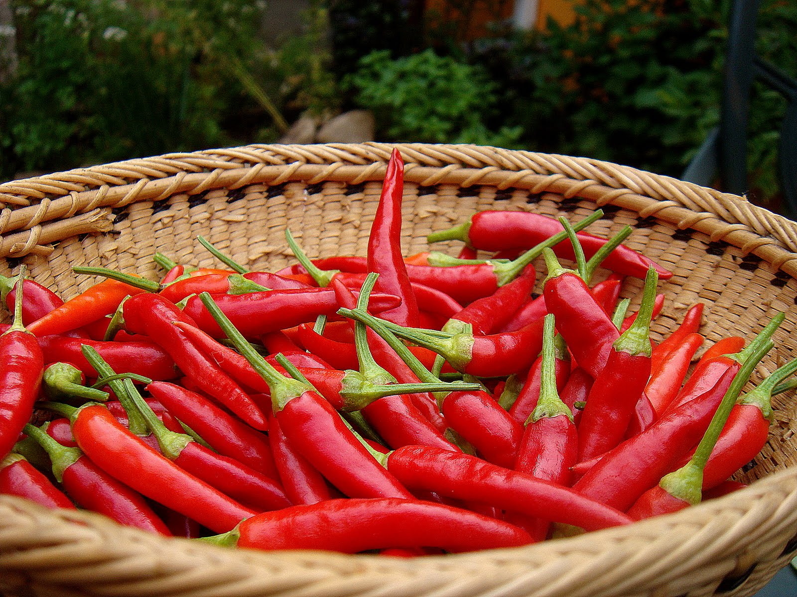 Studio Floral Dora Santoro: Pimentas