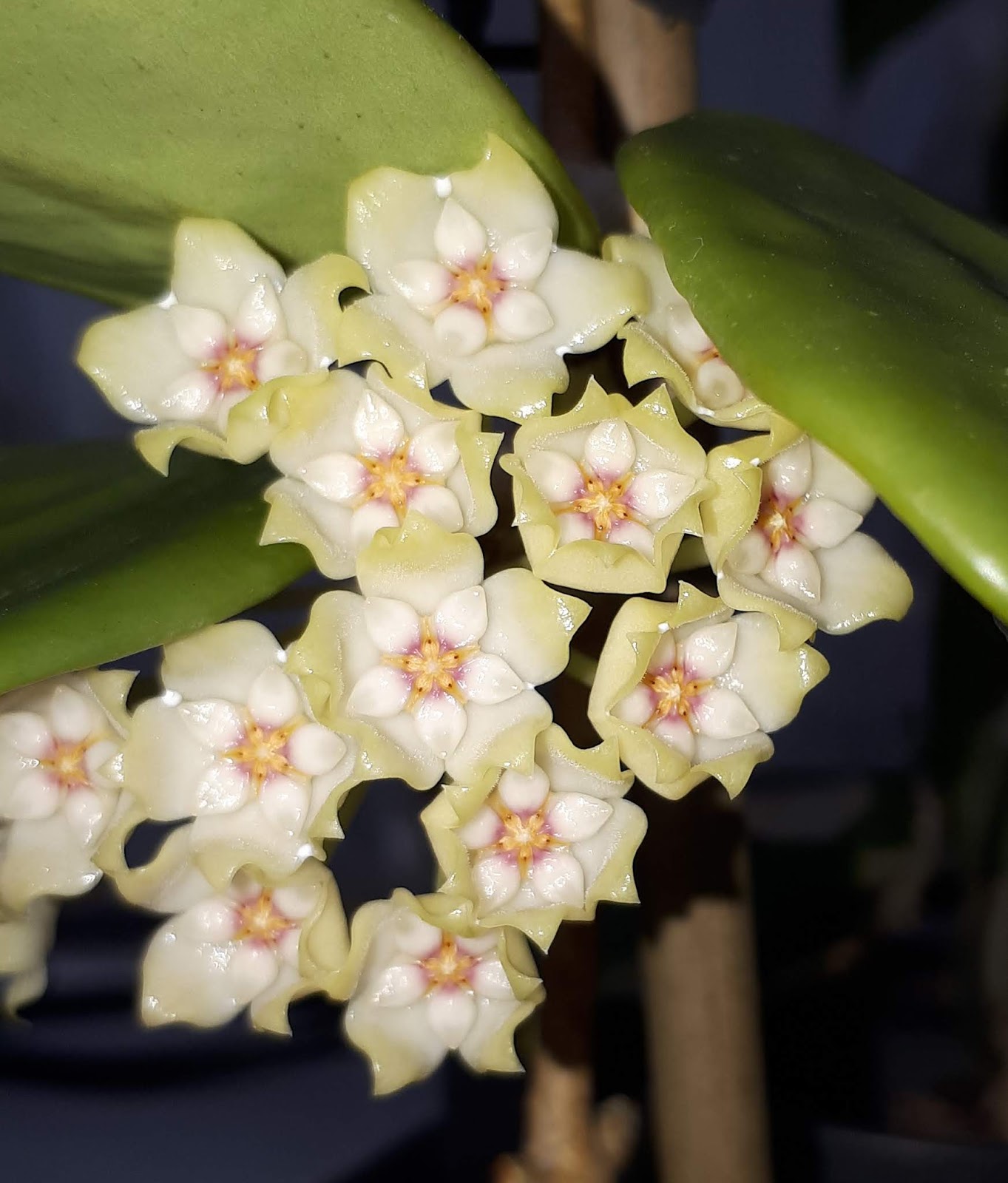 Gerrit's Hoya flowers: Hoya sp. AL2