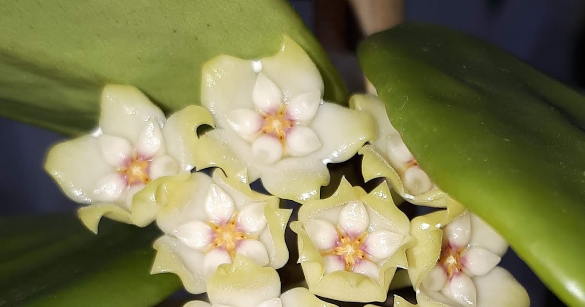 Gerrit's Hoya flowers: Hoya sp. AL2