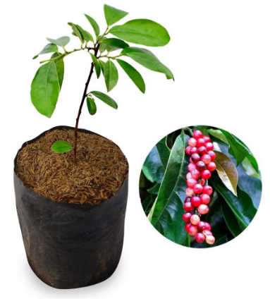 Buni fruit began to be rare || Buni - FRUITS