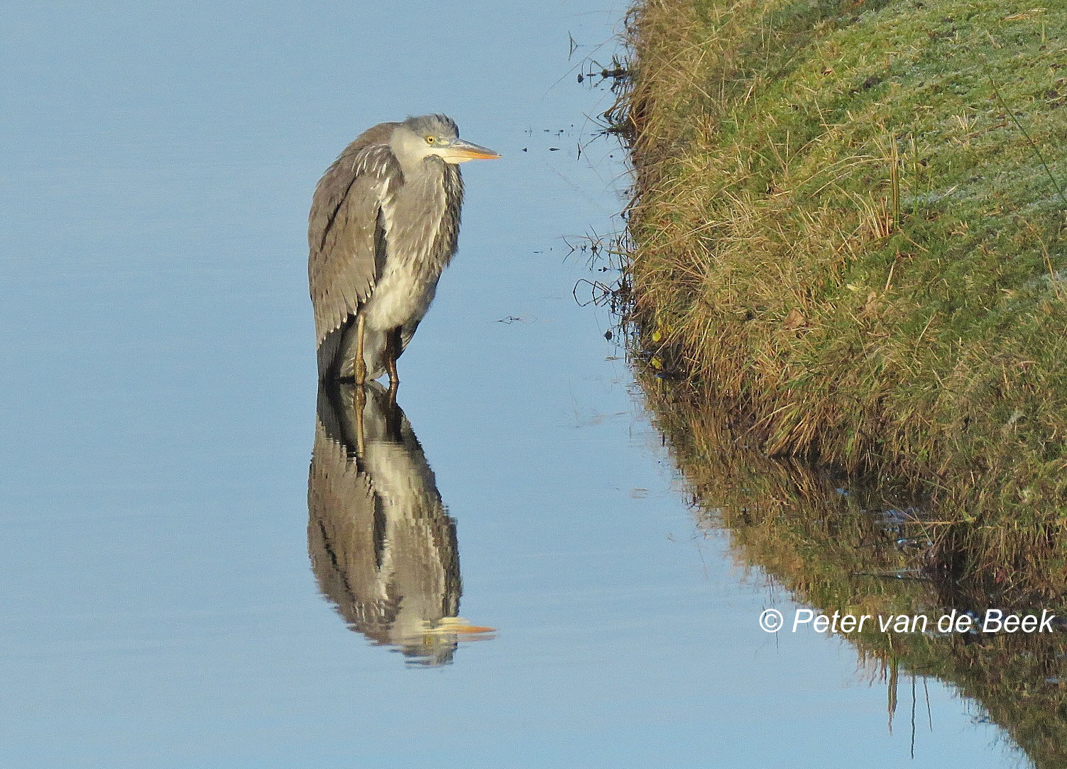 How does a heron know how deep the water is? : r/NoStupidQuestions