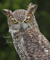 Visual Journey Photography: Birds of Prey