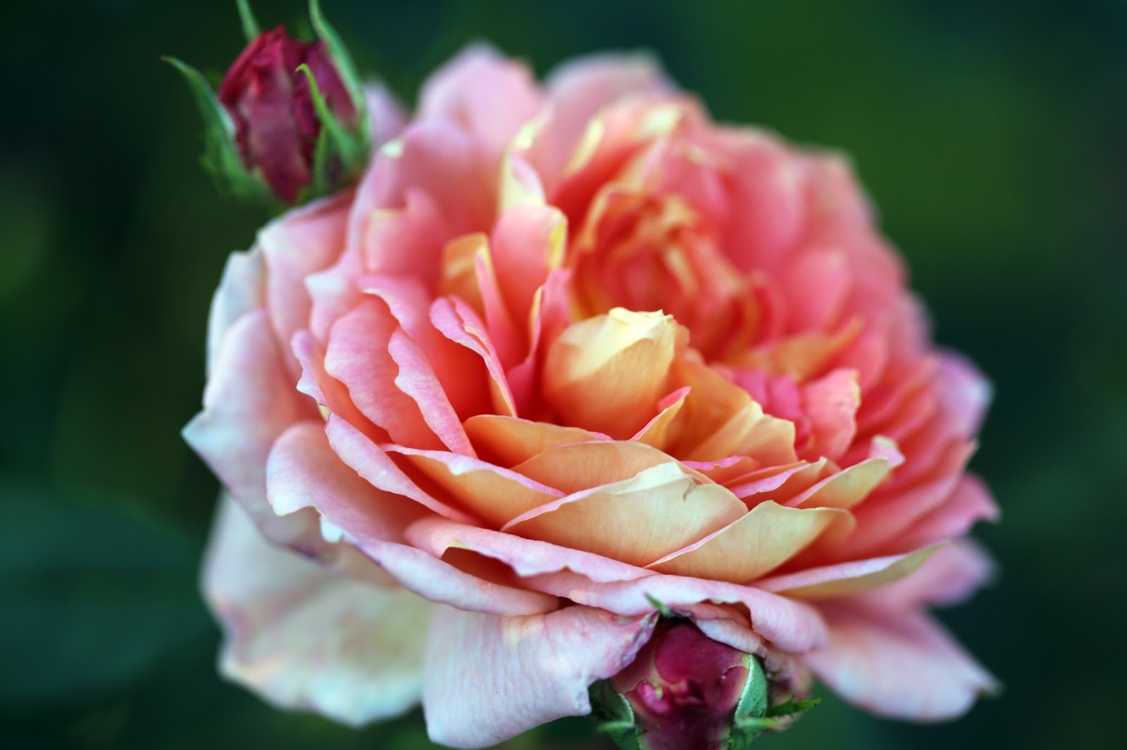 Ponderings on my Wanderings: Roadtrip Day 12 - Alberta, Roses and ...