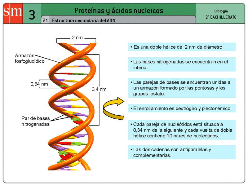 Casa Elohim de Alejandro Beato BLOG: CIENTÍFICOS DEMUESTRAN COMO EL ADN ...