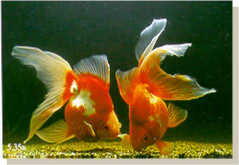 Ikan Emas Dalam Balang