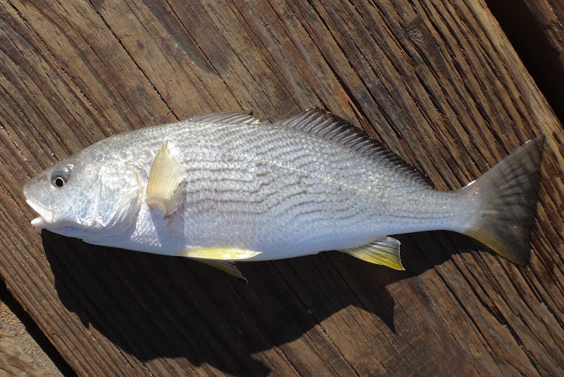 Ben Cantrell's fish species blog: Intro to SoCal pier fishing