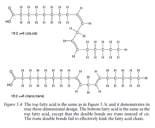 Biology Note: What Are “Trans” Fatty Acids?