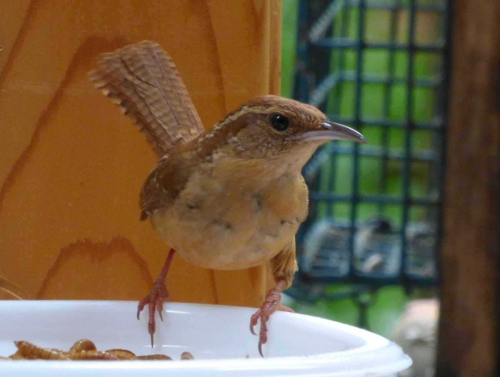 From Bluebirds to Turtles: VISITORS TO THE BIRD ROOM AND DECK