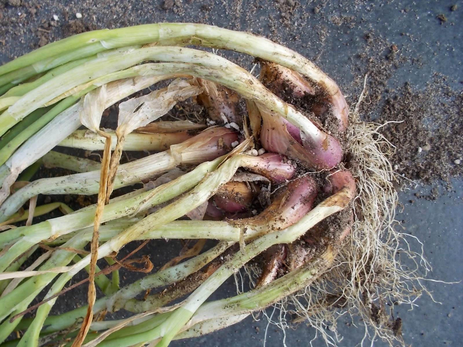 Bottle Tree Farm: 2014