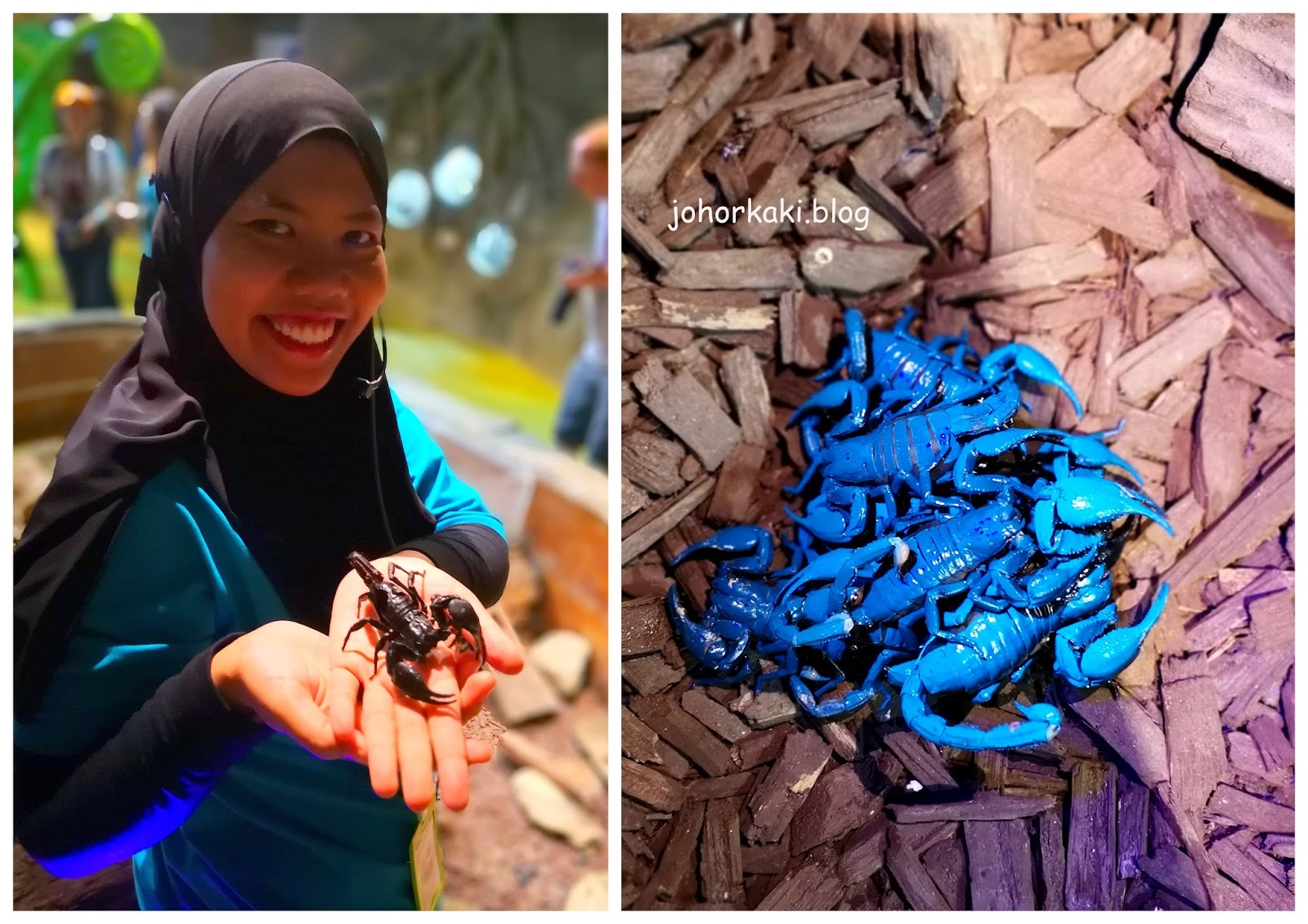 Entopia by Penang Butterfly Farm in Teluk Bahang Penang |Tony Johor ...
