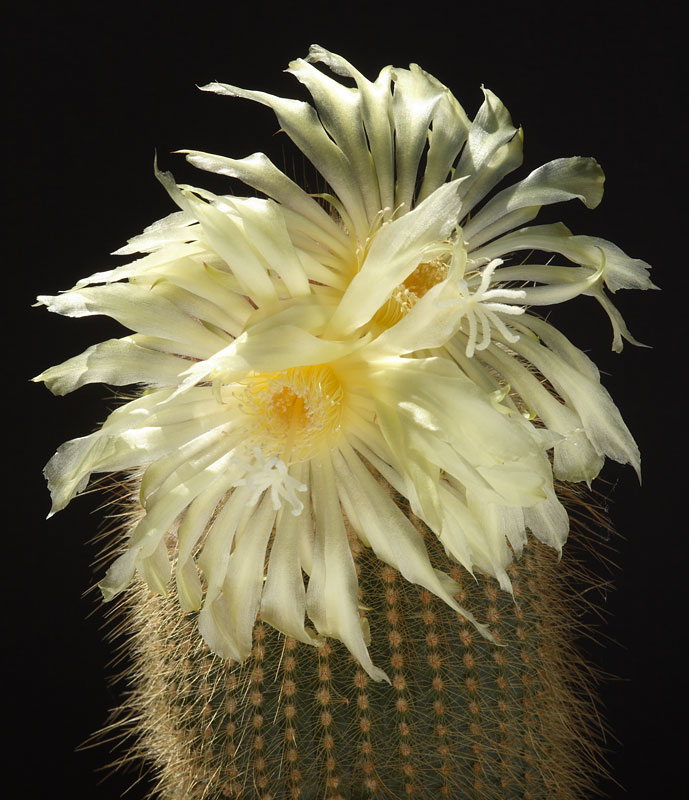 Cactus world beauty: September 2011