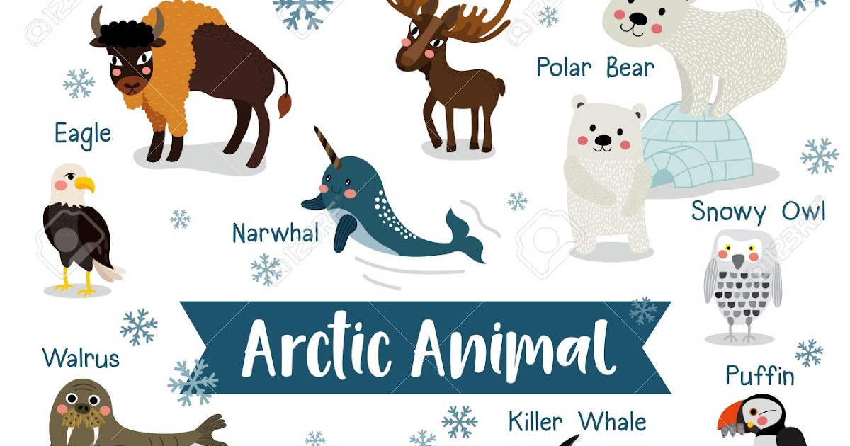 COLEGIO DE CHERIN : Exposición de animales del Ártico