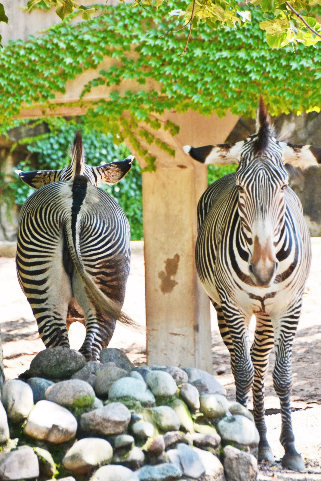 Snippets from Springdale: Zoo Zunday