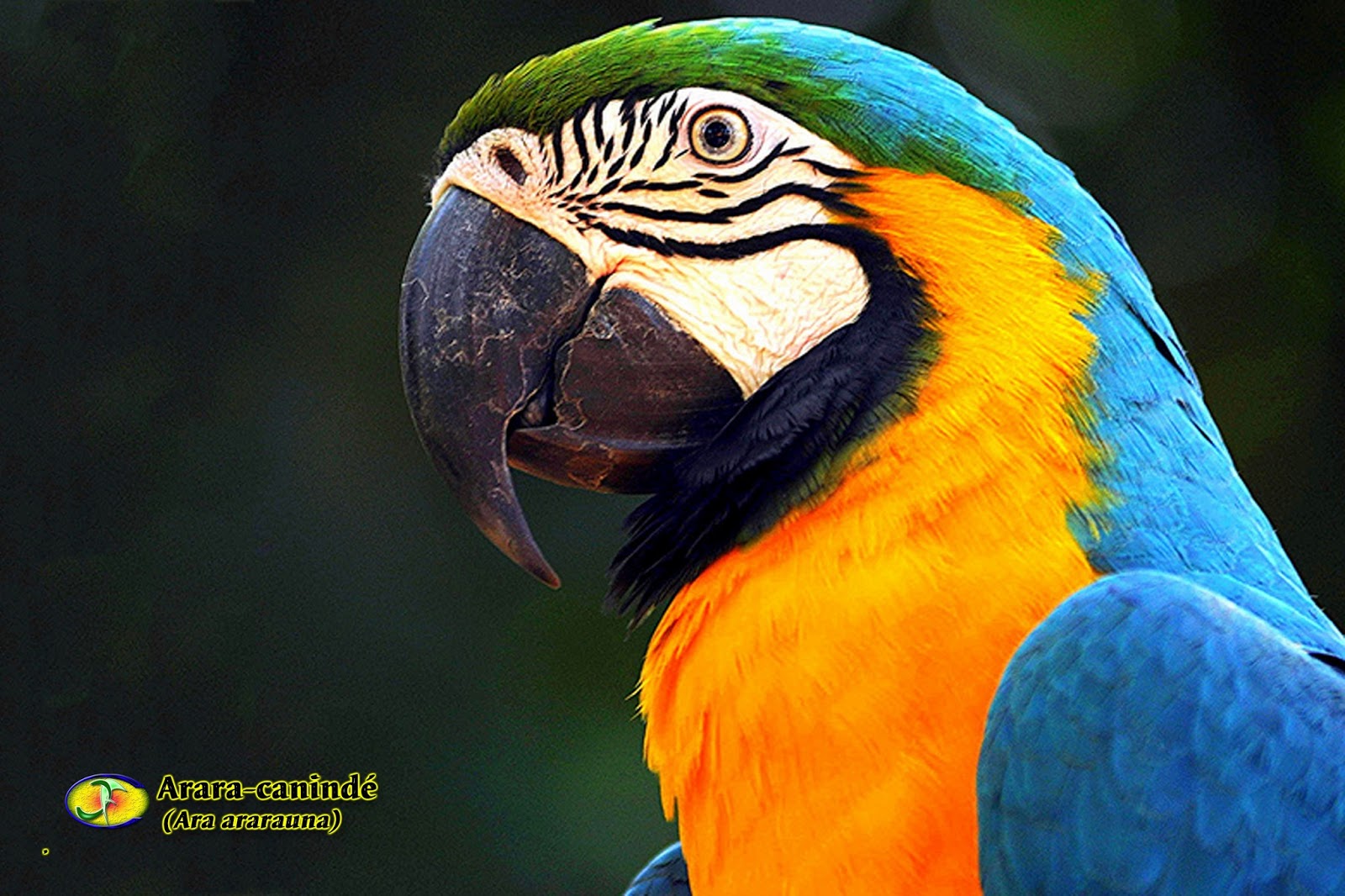 Zoologia: Arara-canindé (Ara ararauna)