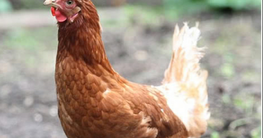 Ayam Petelur | Pengertian Jenis Ayam Petelur dan Macam-macamnya ...