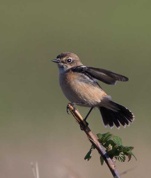 Just Wild Images by Will Bowell: Stejneger's Stonechat in Norfolk