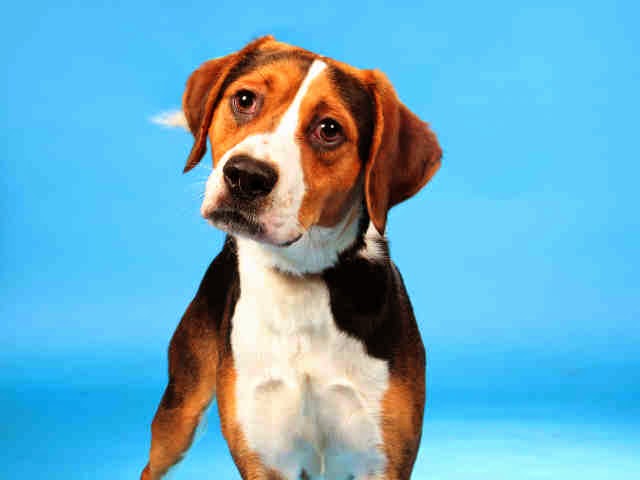 Talking Dogs at For Love of a Dog: Adopt Oscar a Beagle Dog in Missouri