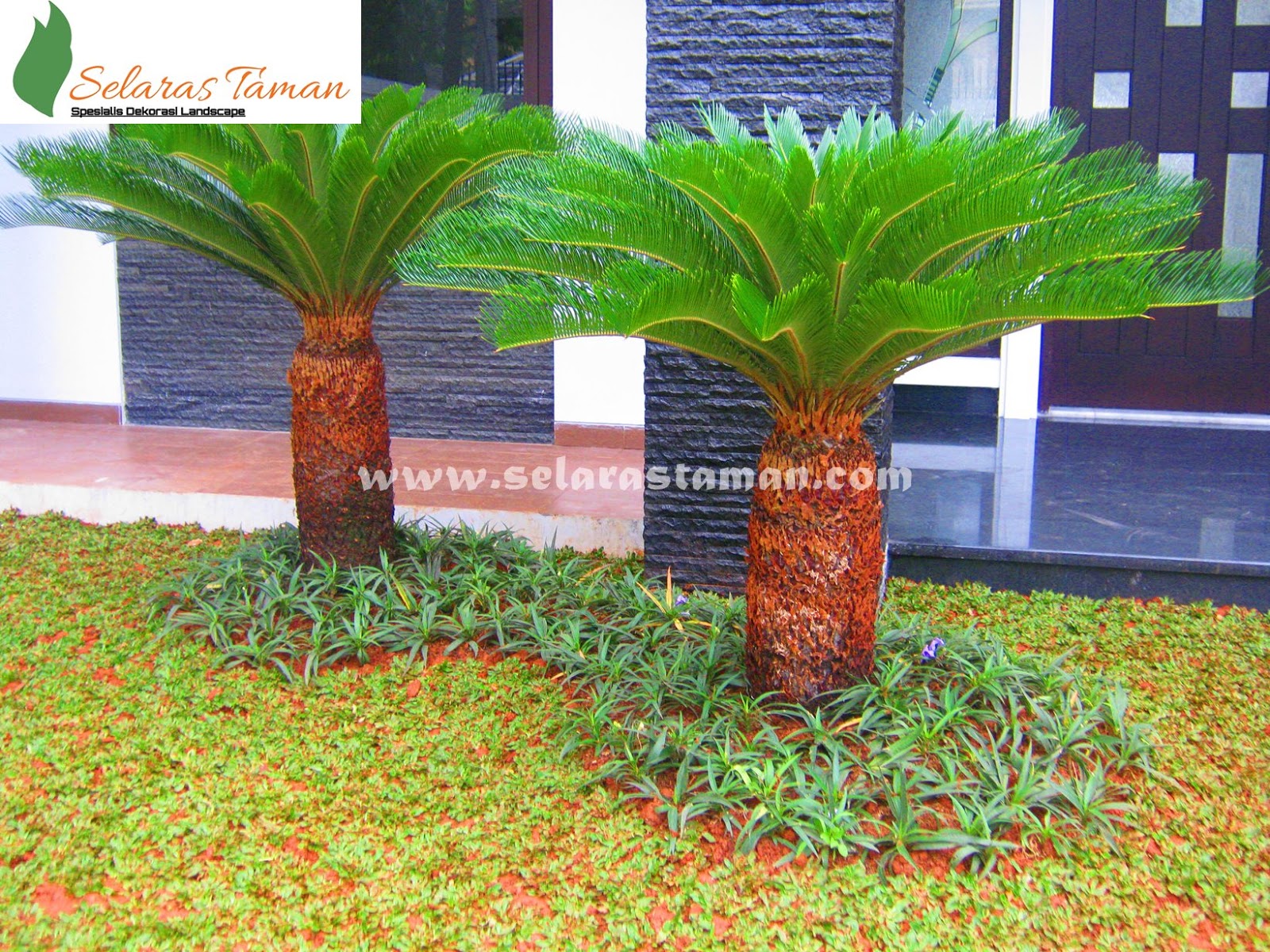 23 jenis tanaman hias yang sering digunakan untuk taman | Selaras Taman ...