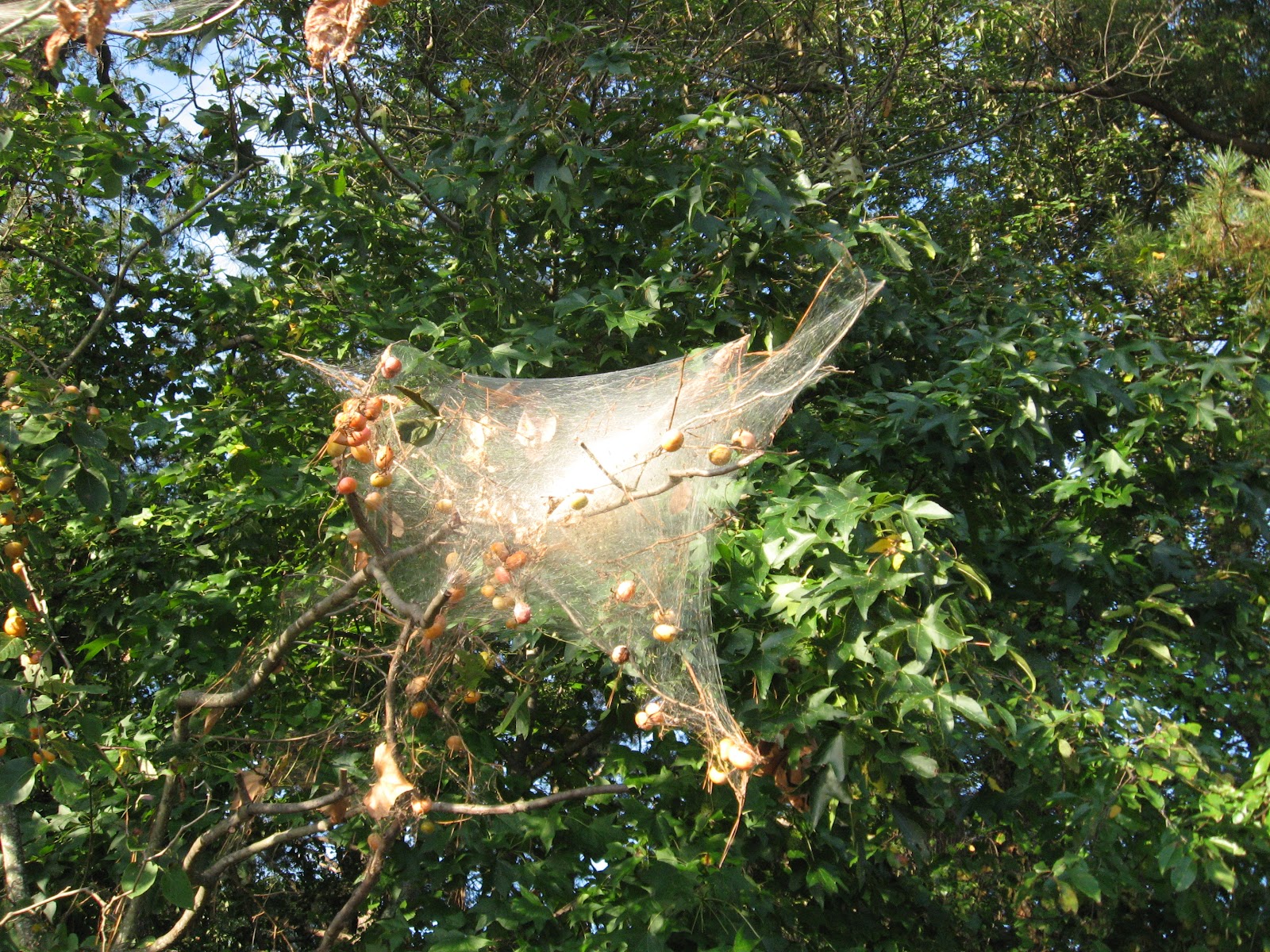 Prime Pest Solutions: Caterpillar Webs!