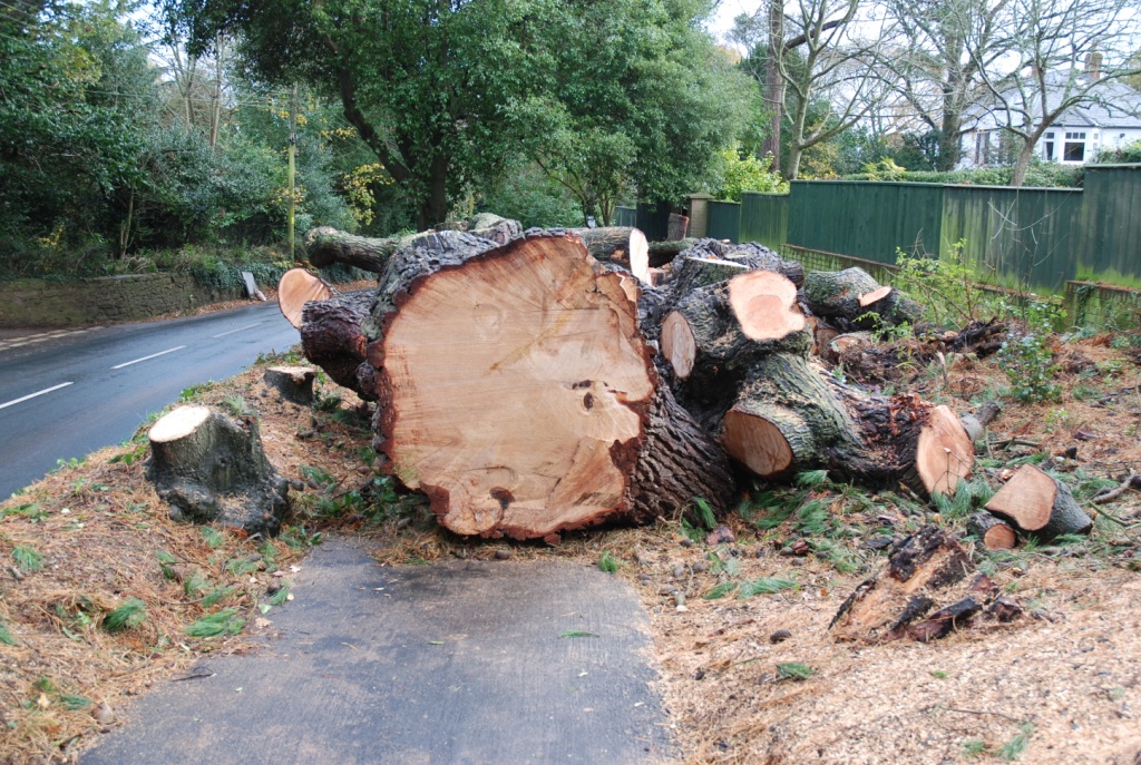 TUT, TUT...! Trees Under Threat!