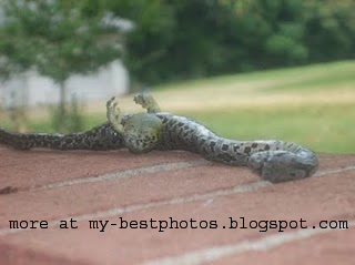 Snake with Legs | Legged Snake Photos | Real Amazing, Unusual Photos of ...