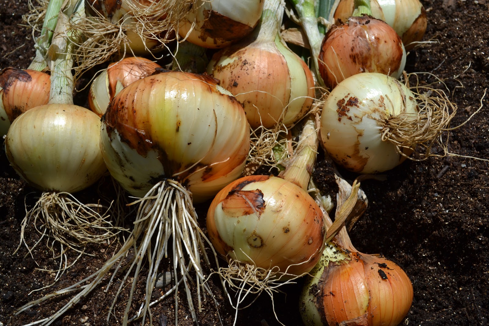 Managing Plant Nutrients: December 2012