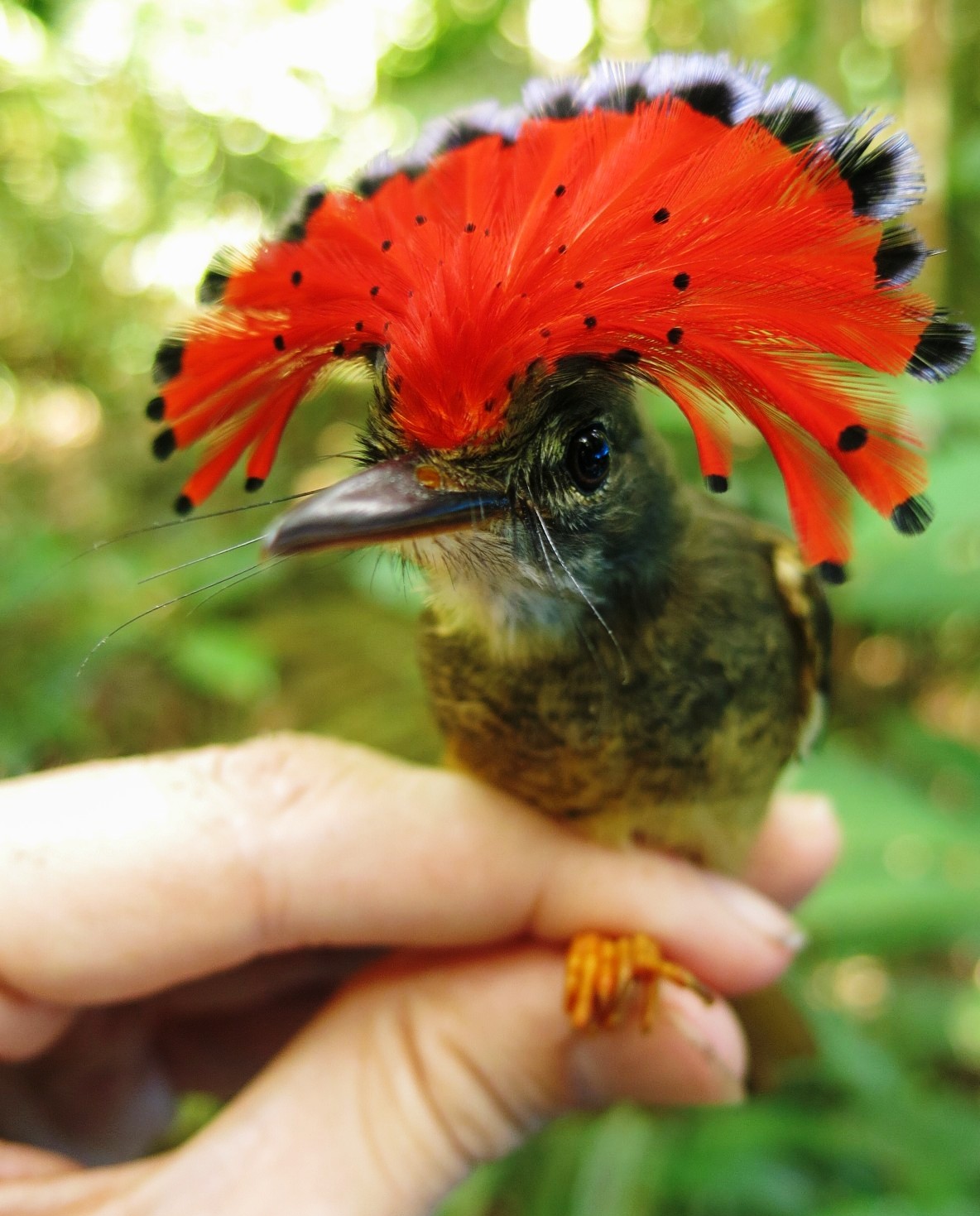 AMAZONIAN ROYAL FLYCATCHER photos - wallpapers (ανανεωμένο) | the fun bank